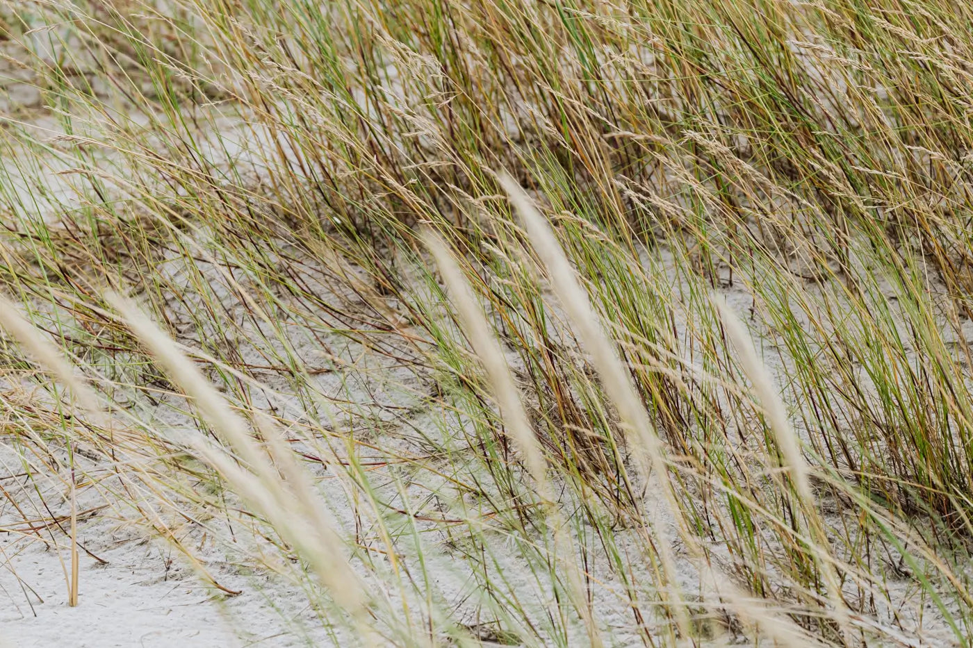 Comprendre facilement le pollen de graminée